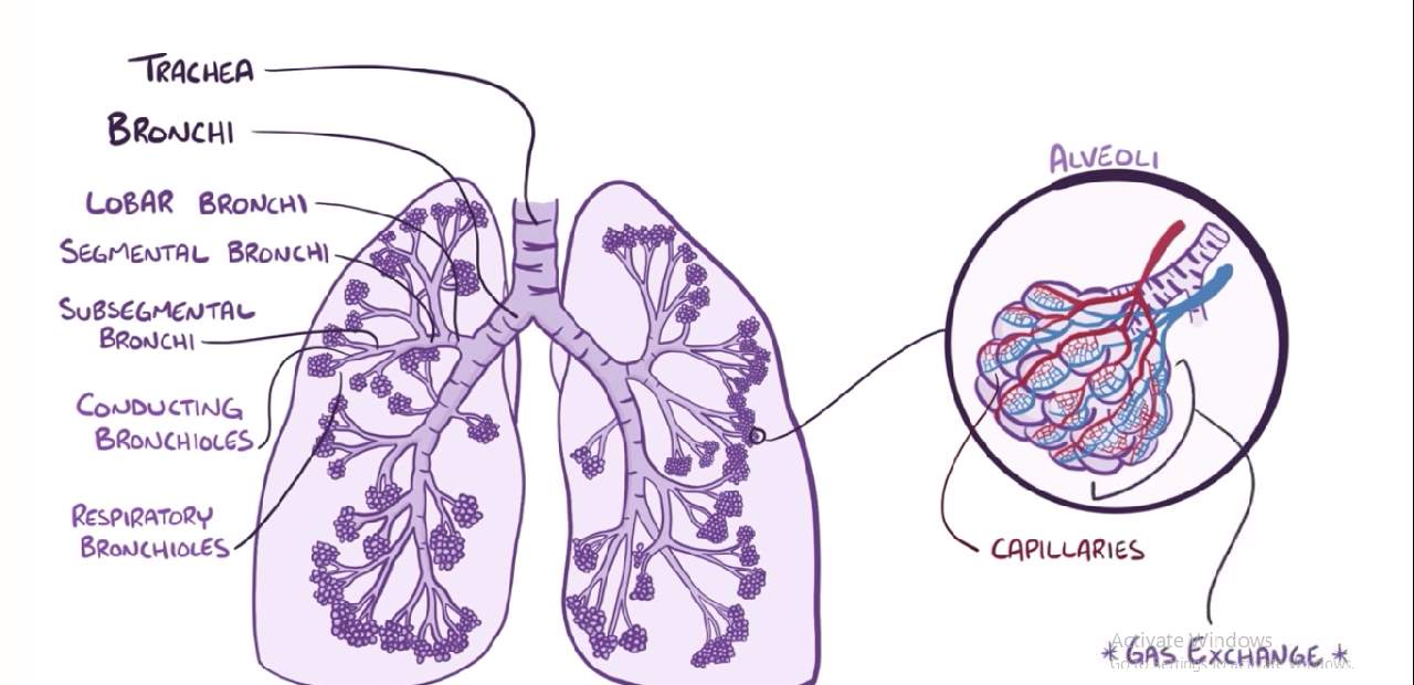 MBBS 1st Year Notes Of Lung Emedicodiary MBBS 1st Year Notes Of Lung Emedicodiary